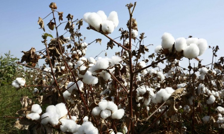 CROSSMEDIA - Pambıq lifi ixracı artıb